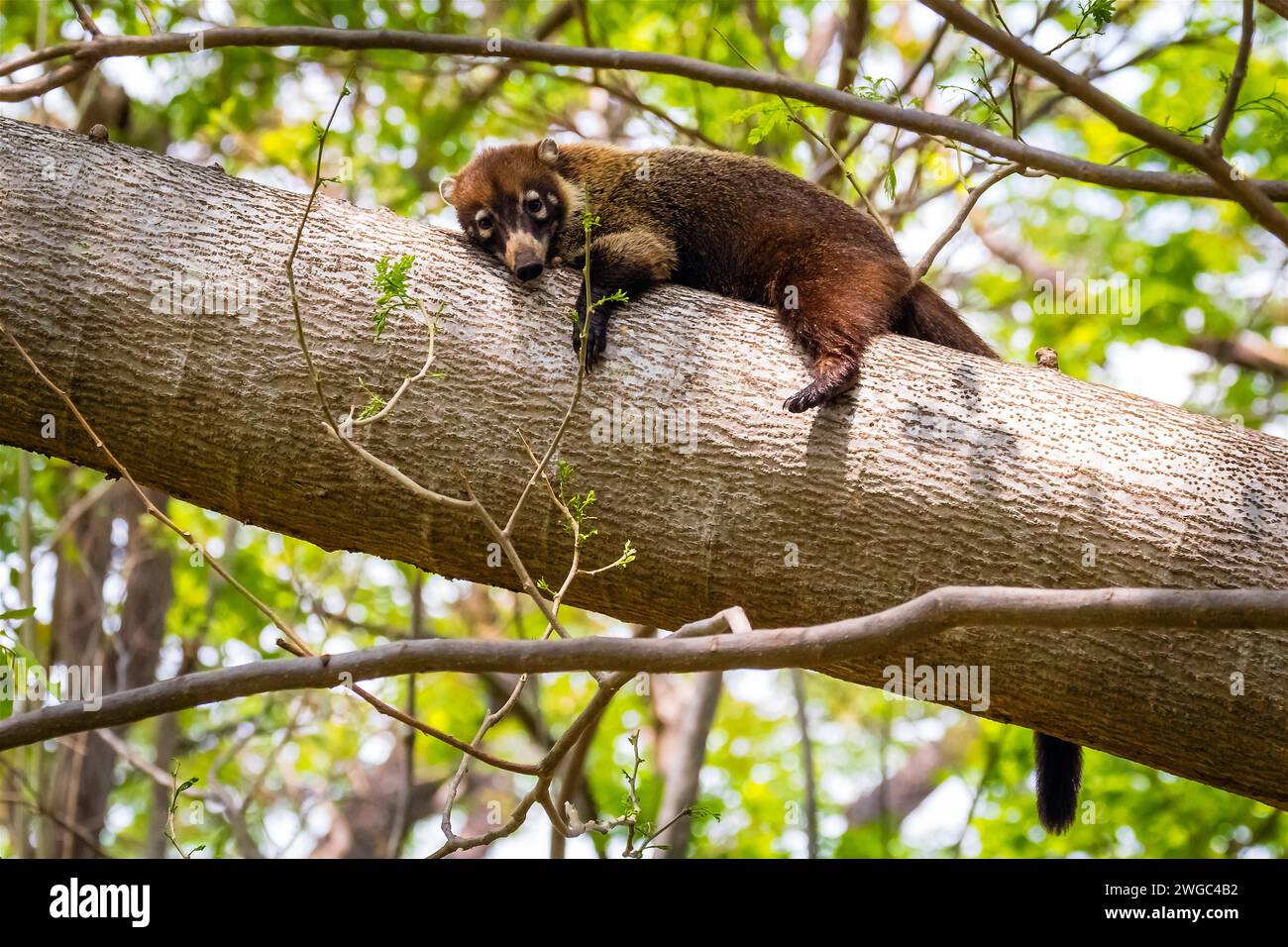 Central America, Costa Rica, White-trunked coati (Nasua narica Stock ...