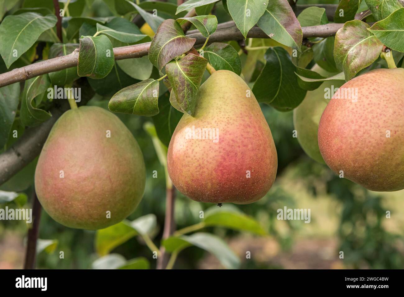 Pears on a tree, (Pyrus communis 'Nordhaeuser Winterforelle'), pear ...