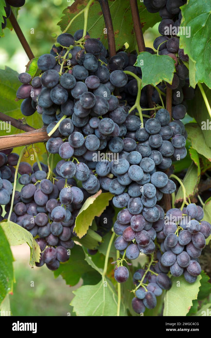Grapevine (Vitis 'Ontario'), fruit, vine, fruit, red grapes Stock Photo ...