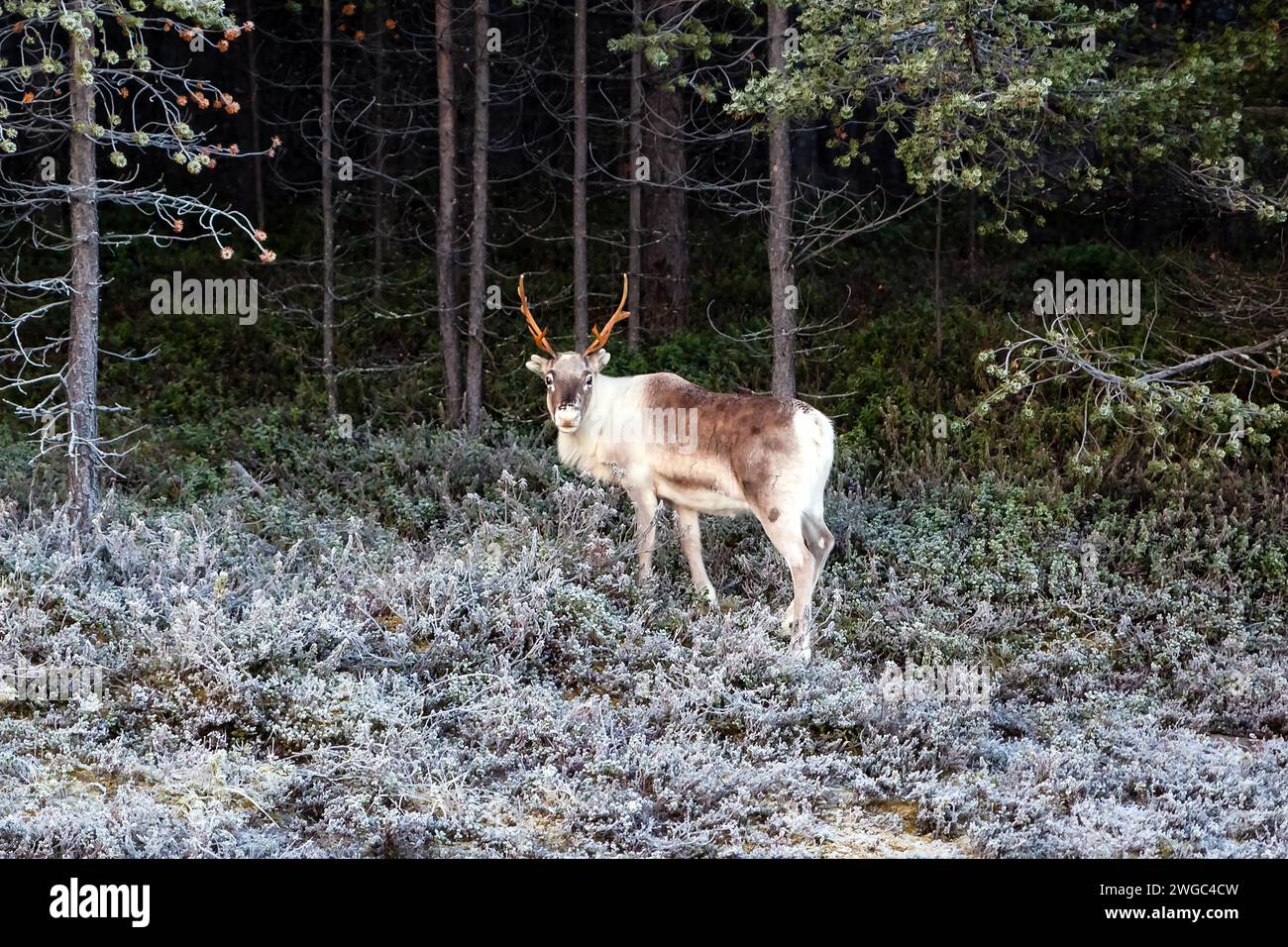 Europe, Finland, Lapland, reindeer (Rangifer tarandus Stock Photo - Alamy