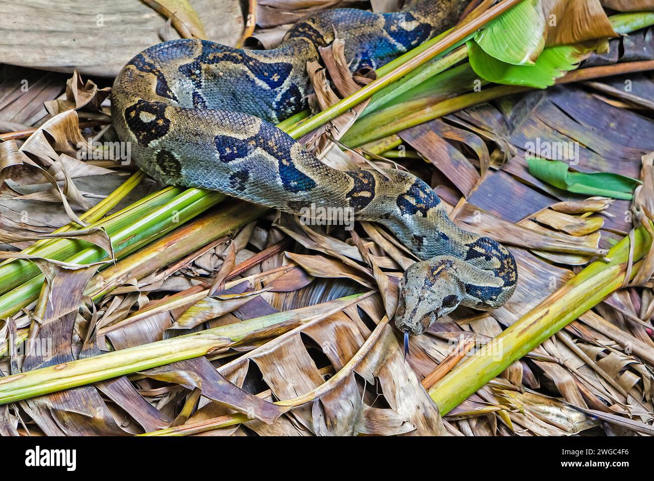 Central America, Costa Rica, Snake, Giant snake, Boa, Boidae Stock ...