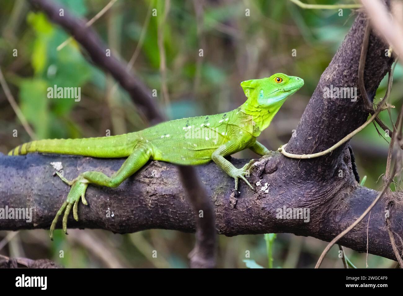 Central America, Costa Rica, frontal lobe basilisk, also feather bush ...