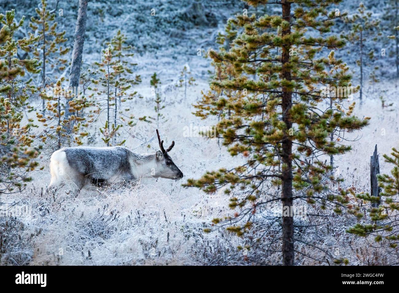 Europe, Finland, Lapland, reindeer (Rangifer tarandus Stock Photo - Alamy