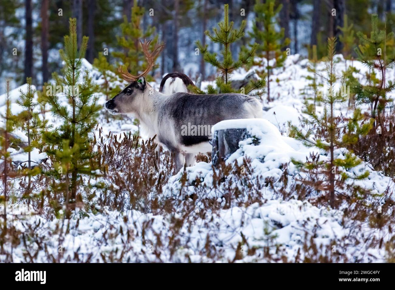 Europe, Finland, Lapland, reindeer (Rangifer tarandus Stock Photo - Alamy