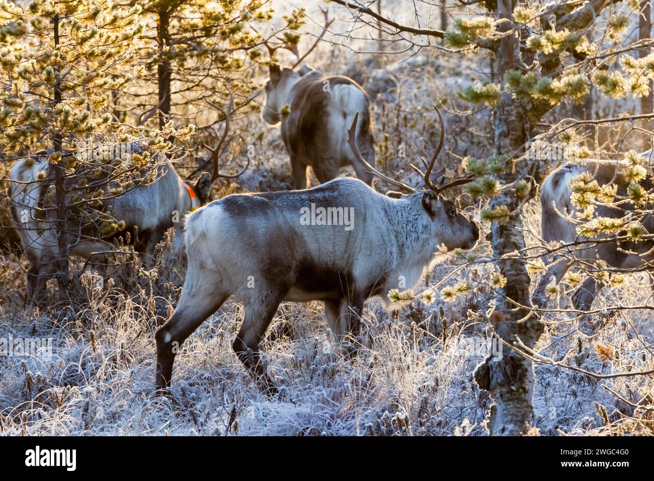 Europe, Finland, Lapland, reindeer (Rangifer tarandus Stock Photo - Alamy