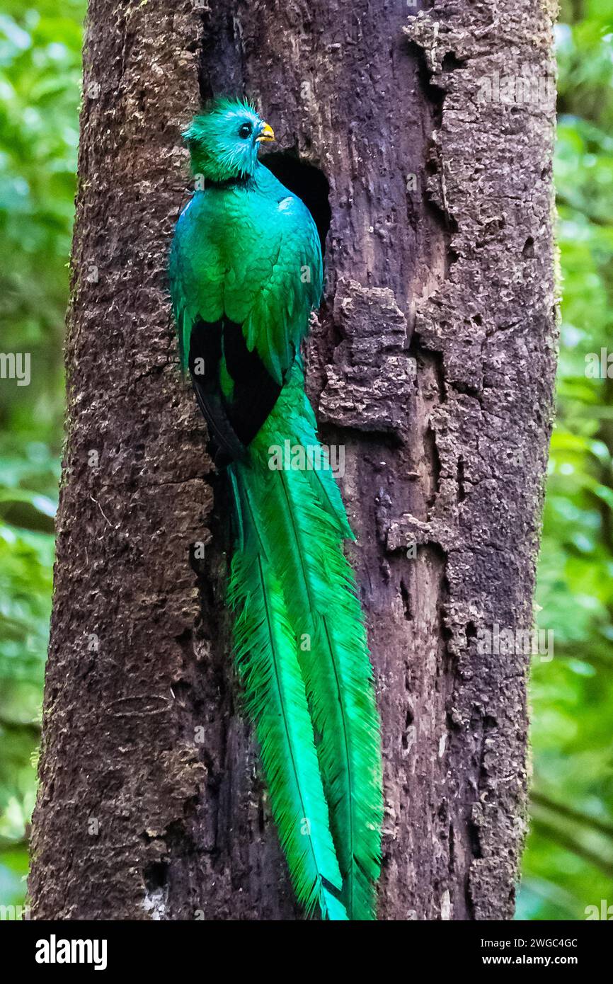 Central America, Costa Rica, Quetzal at breeding den, (Pharomachrus ...