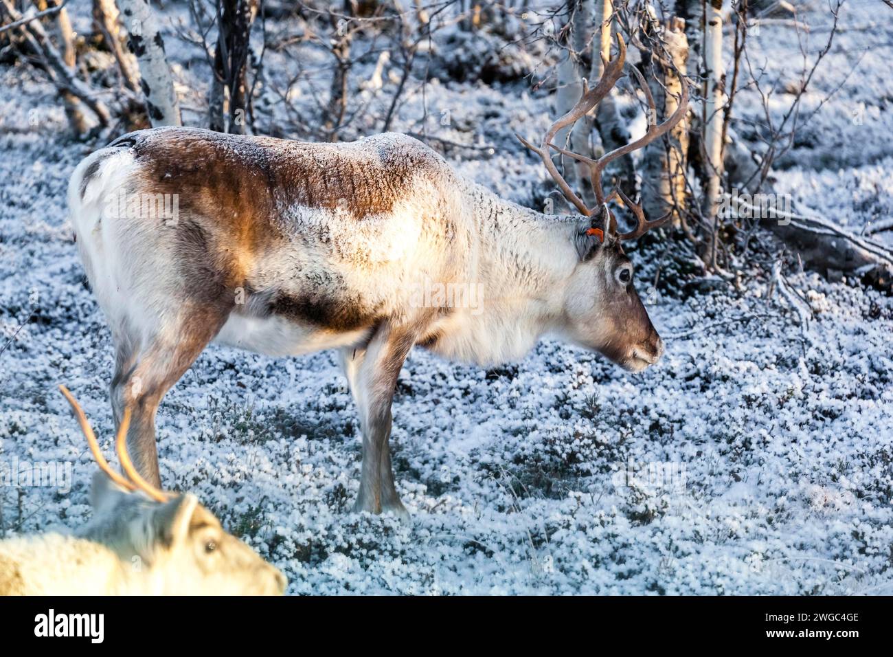 Europe, Finland, Lapland, reindeer (Rangifer tarandus Stock Photo - Alamy
