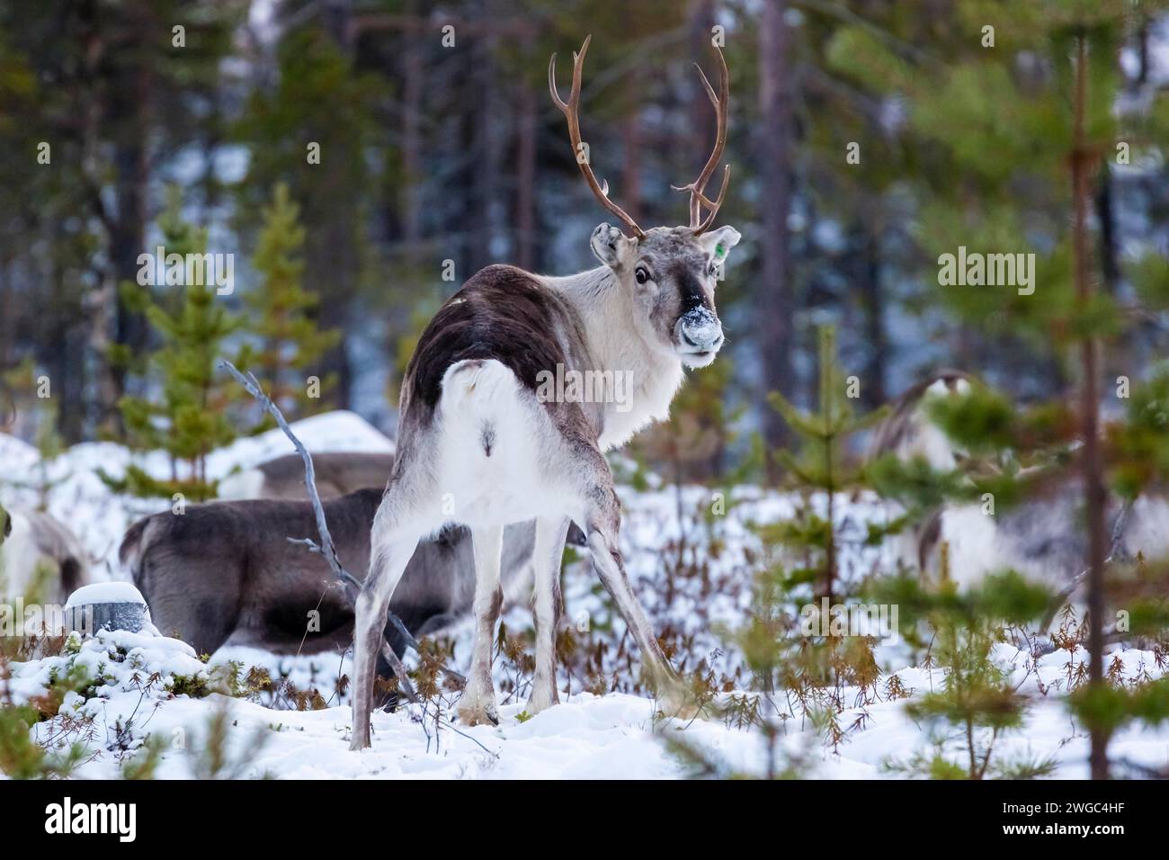 Europe, Finland, Lapland, reindeer (Rangifer tarandus Stock Photo - Alamy