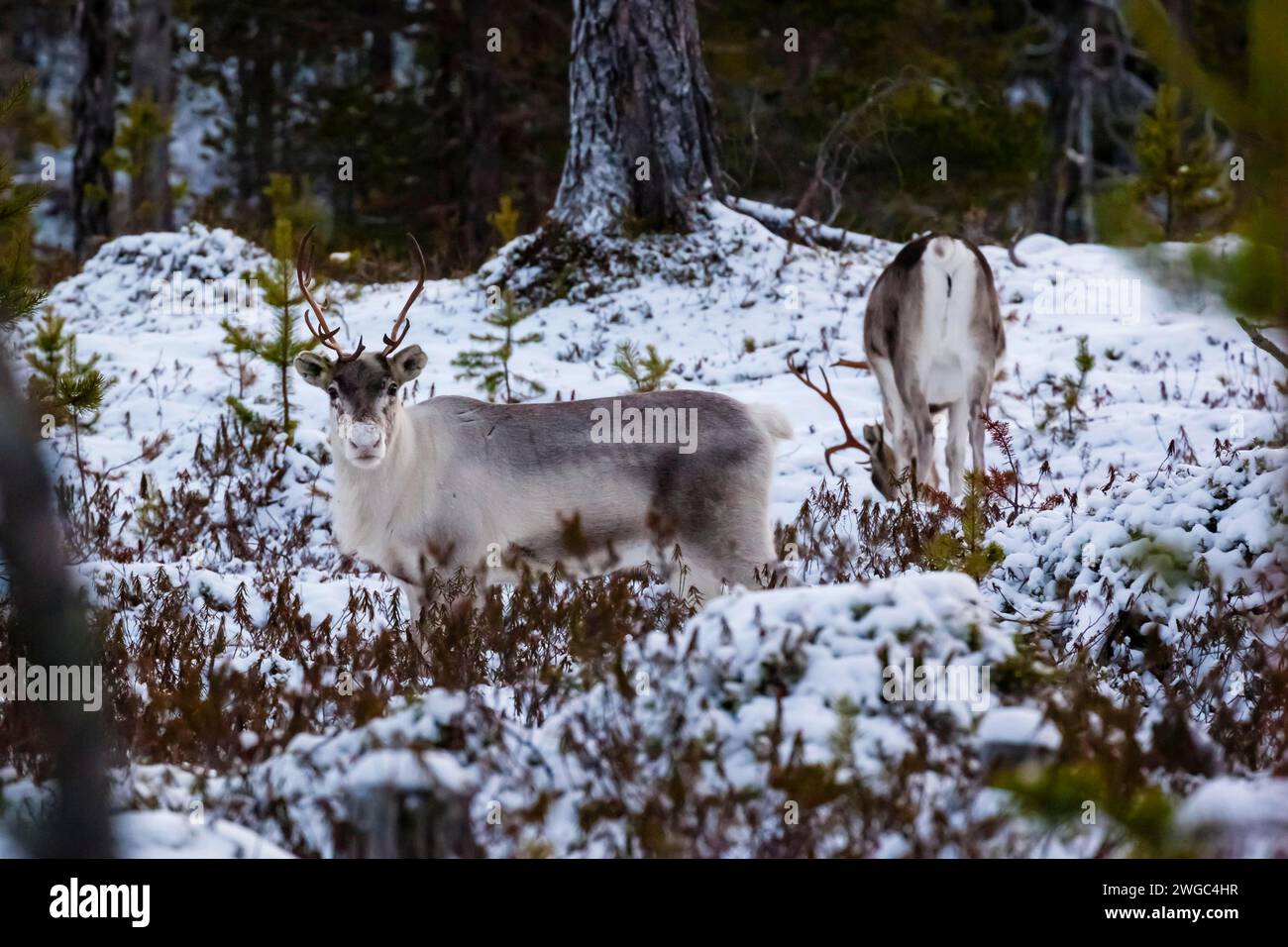 Europe, Finland, Lapland, reindeer (Rangifer tarandus Stock Photo - Alamy