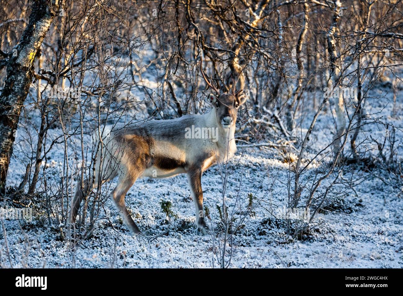 Europe, Finland, Lapland, reindeer (Rangifer tarandus Stock Photo - Alamy