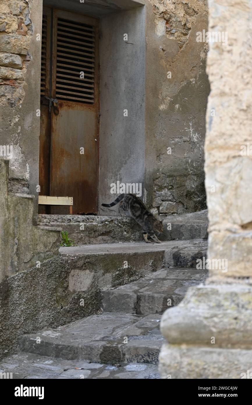A cat in an alley in the small town of Rotondella in Basilicata region ...