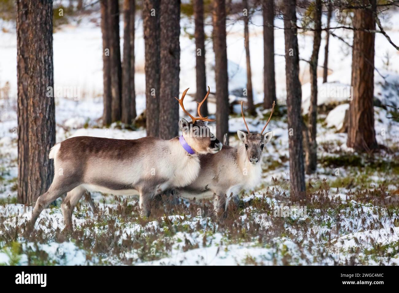 Europe, Finland, Lapland, reindeer in winter, reindeer, Rangifer ...