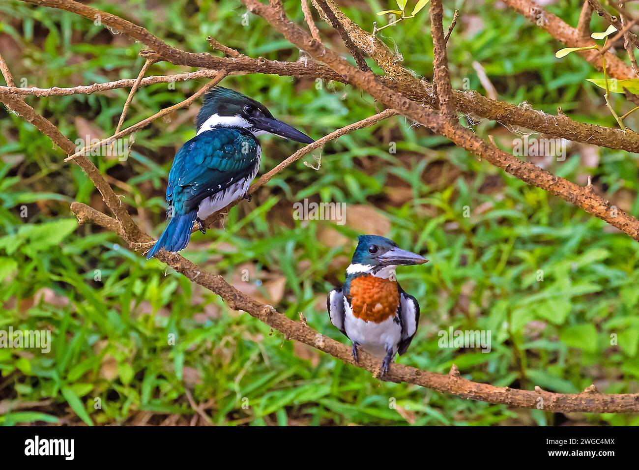 Amazon kingfisher (Chloroceryle amazona), perching station Stock Photo ...