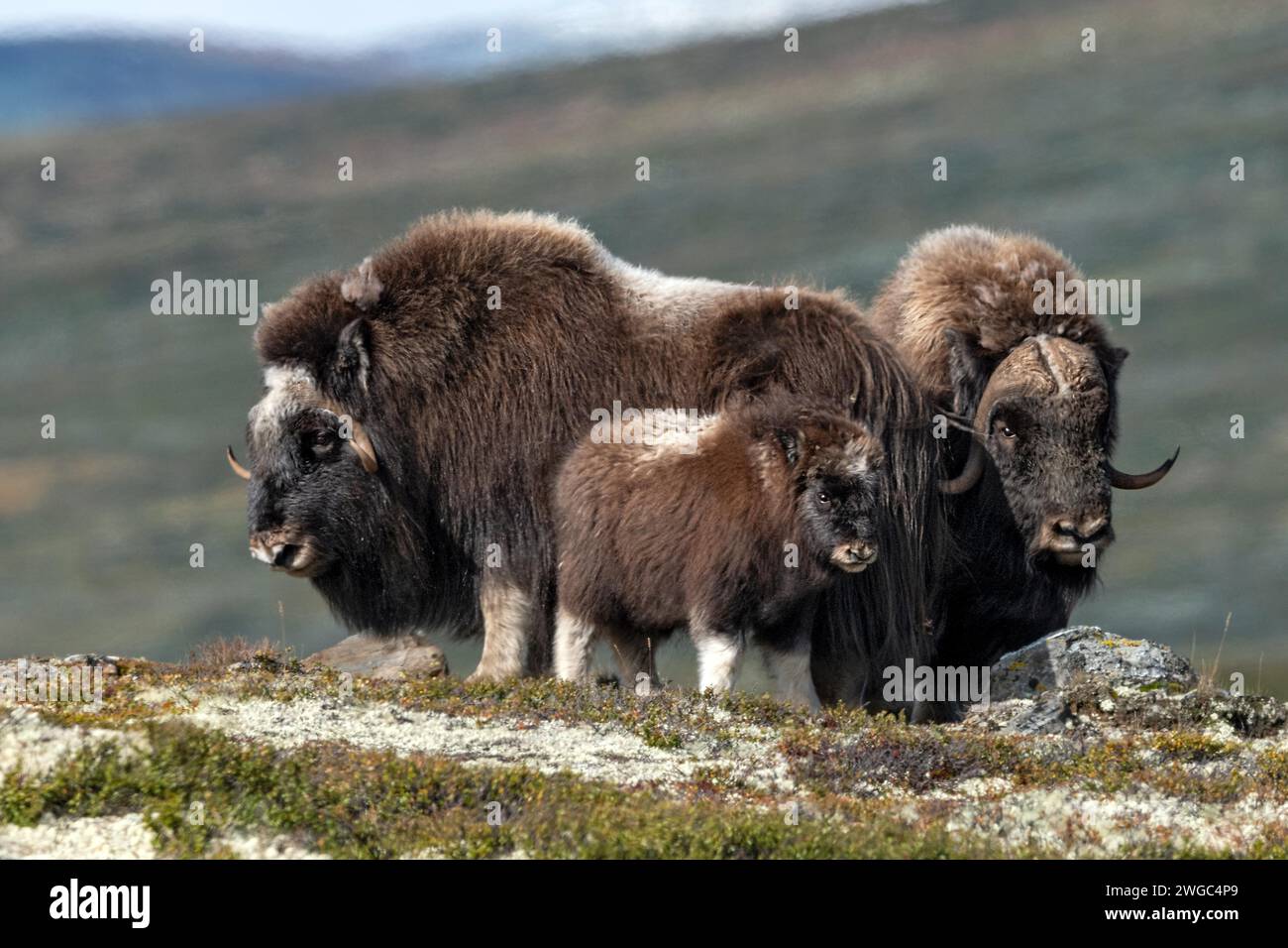 Three musk oxen (Ovibos moschatus), in Dovrefjell, Norway, family, with ...