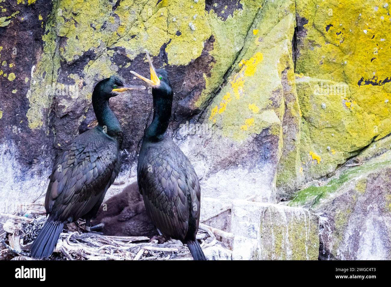 Europe, Scotland, Isle of May, Two shags on a rocky outcrop ...