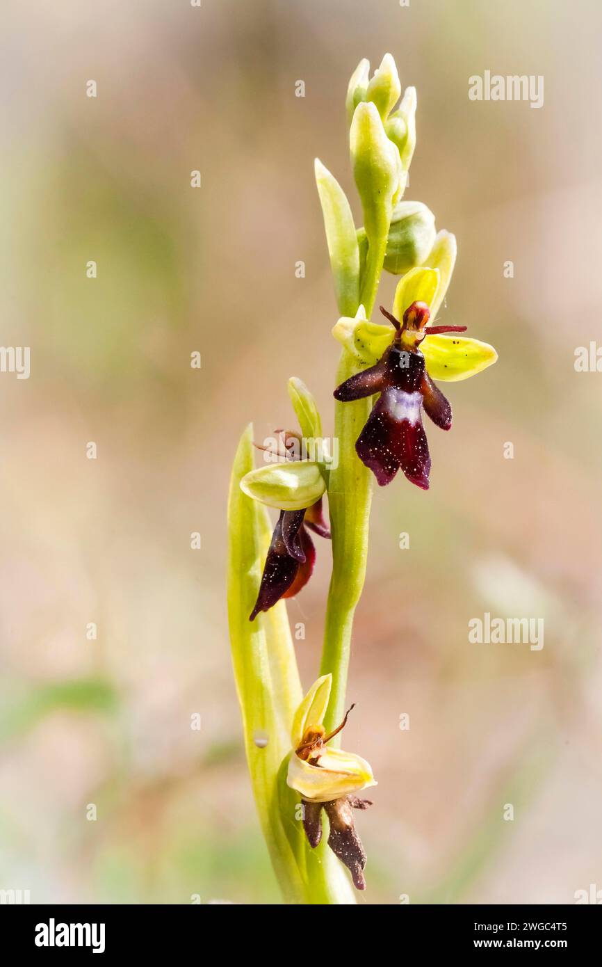 Europe, Germany, Lower Saxony, Orchids, fly orchid (Ophrys insectifera ...