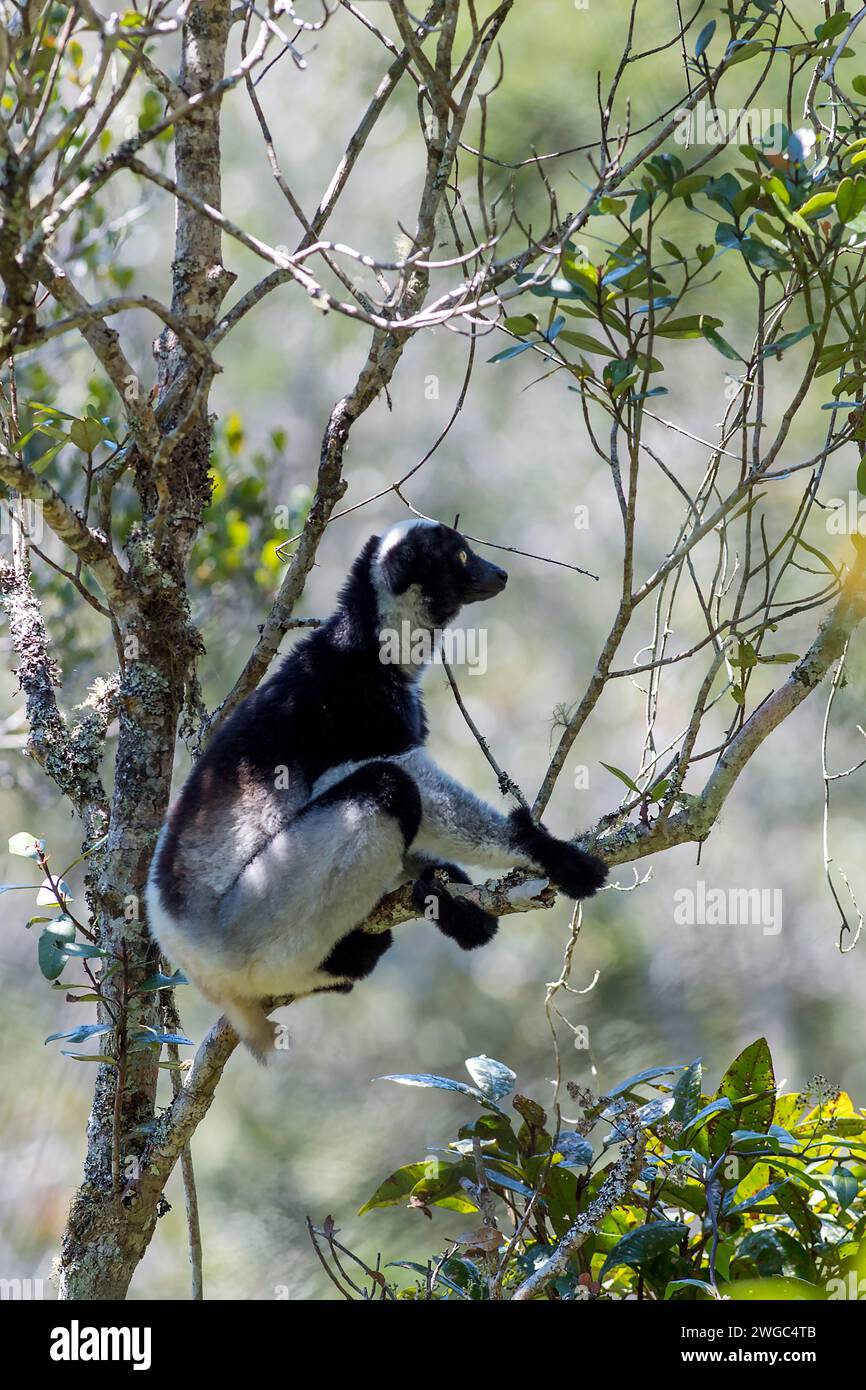 Africa, Madagascar, lemur, lemurs, indri (Indri Indri Stock Photo - Alamy