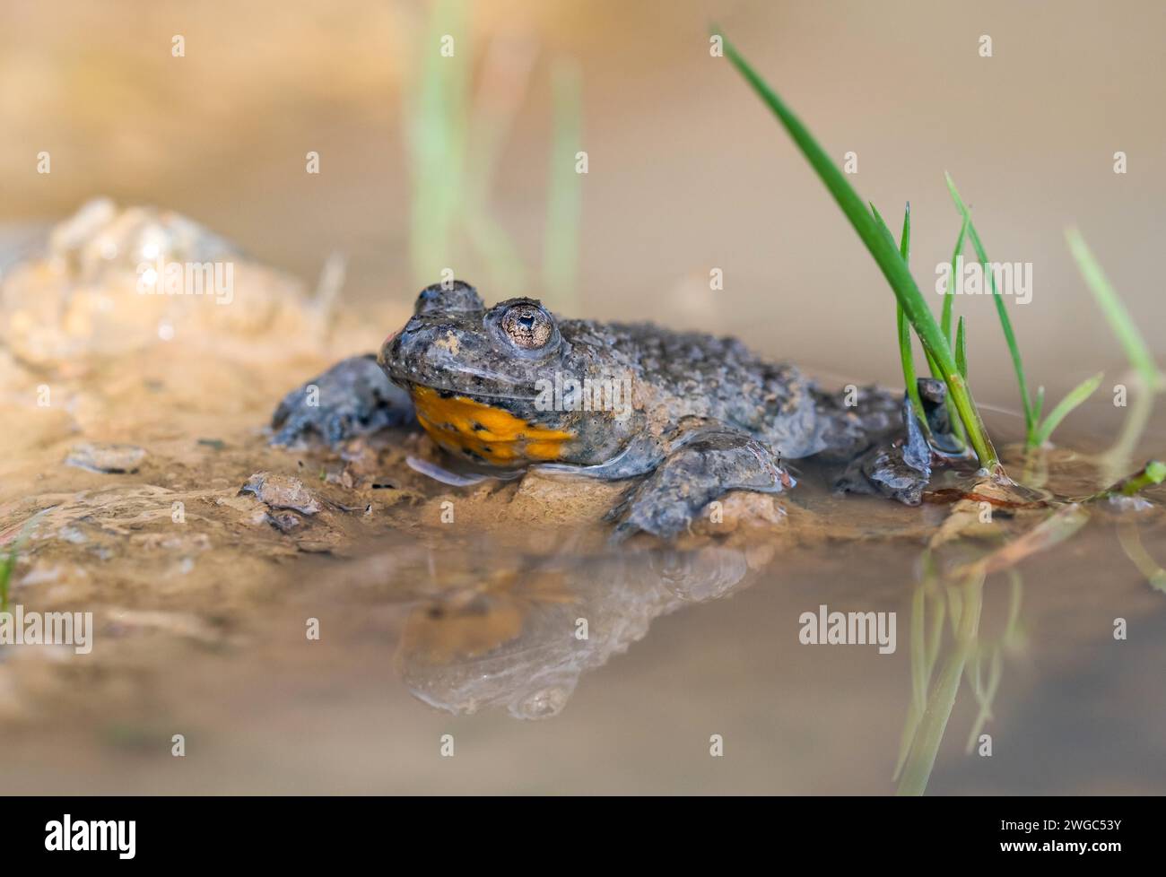 Yellow-bellied toad (Bombina variegata) Yellowbelly toad Stock Photo ...