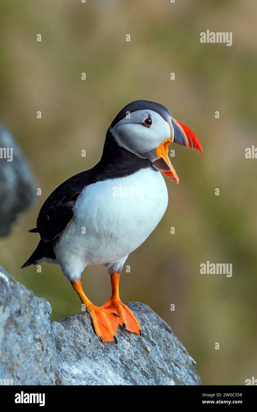 Atlantic Puffin (Fratercula arctica) Atlantic Puffin Stock Photo - Alamy