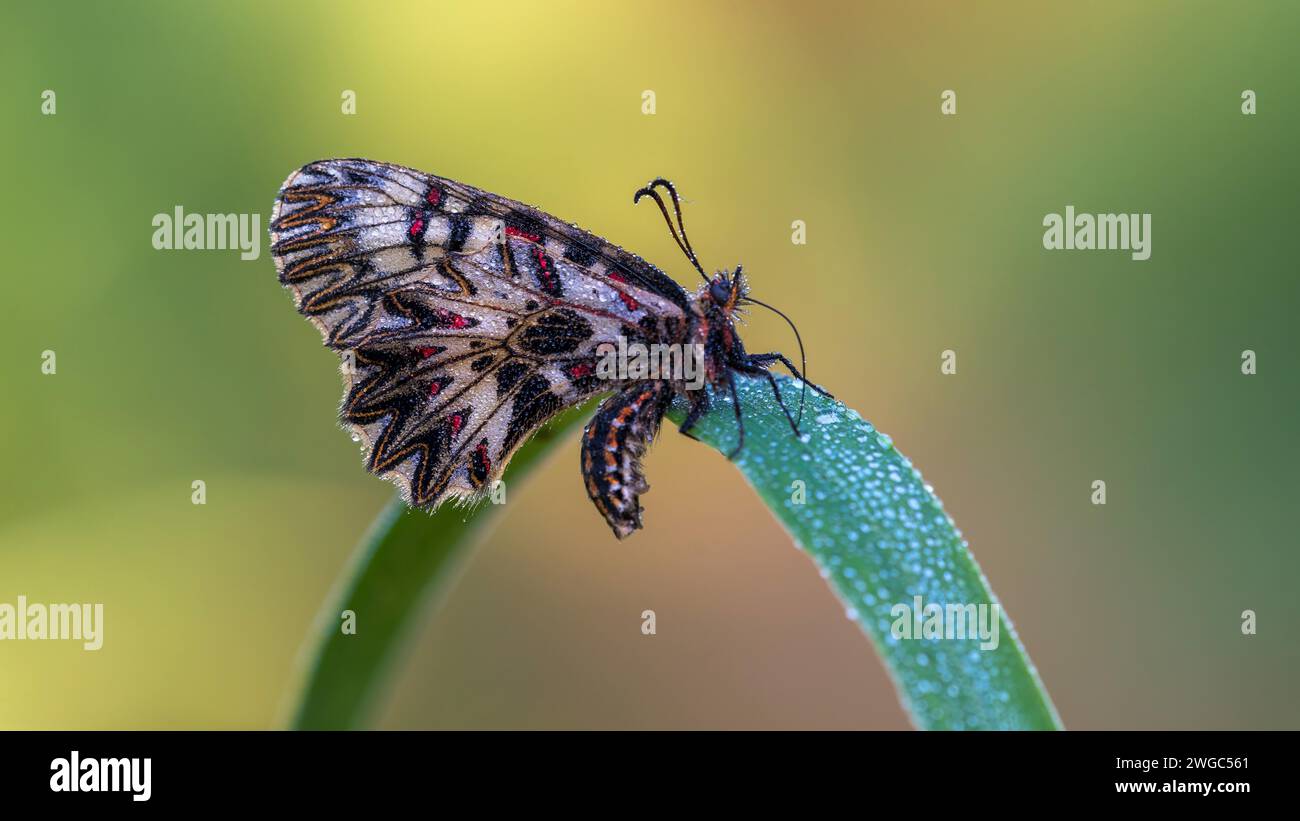 Southern festoon (Zerynthia polyxena) Southern Festoon Stock Photo - Alamy