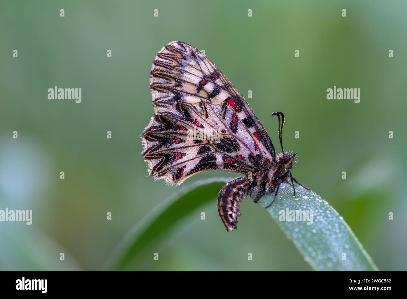 Southern festoon (Zerynthia polyxena) Southern Festoon Stock Photo - Alamy