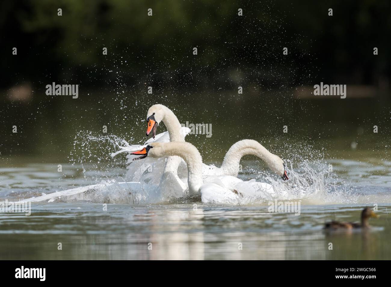 Swan fighting hi-res stock photography and images - Alamy