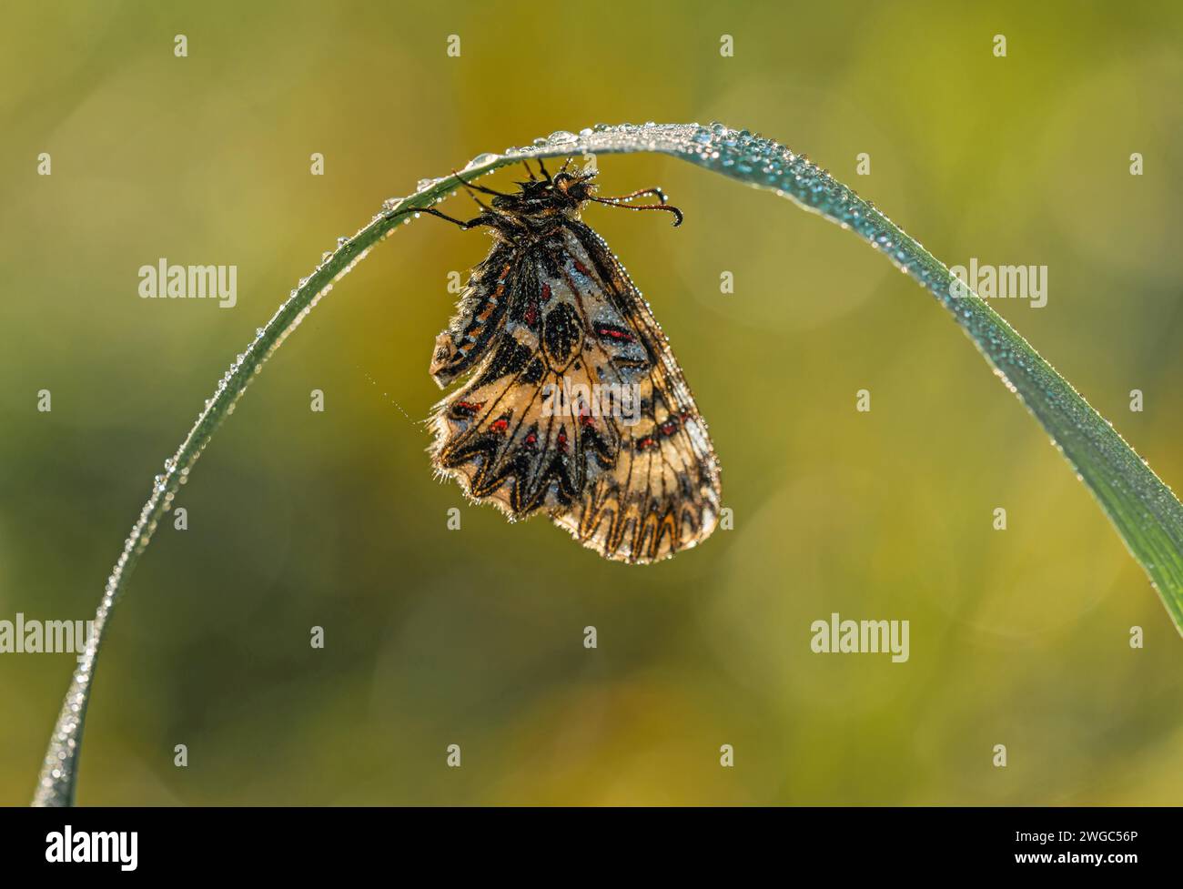 Southern festoon (Zerynthia polyxena) Southern Festoon Stock Photo - Alamy