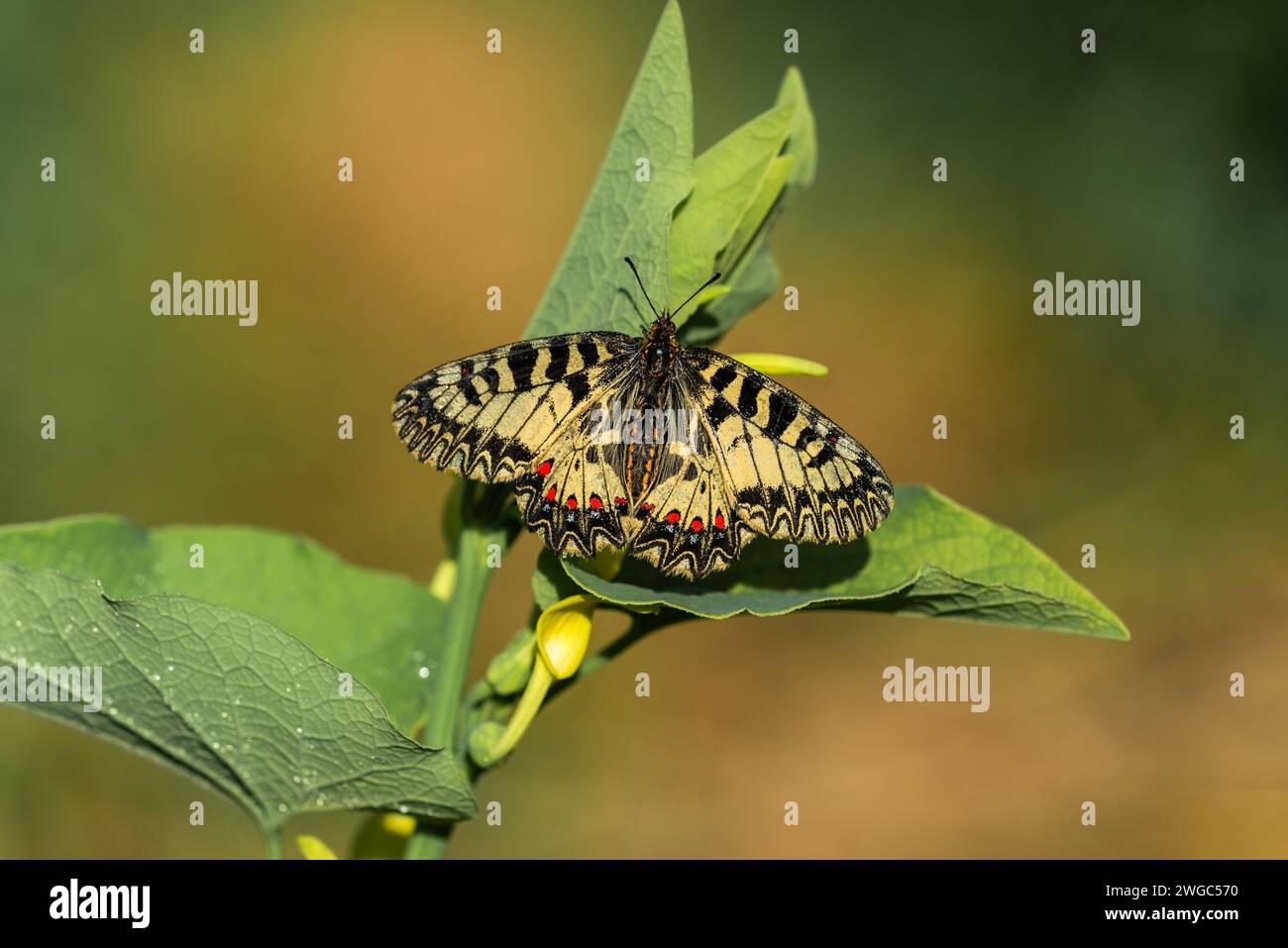 Southern festoon (Zerynthia polyxena) Southern Festoon Stock Photo - Alamy
