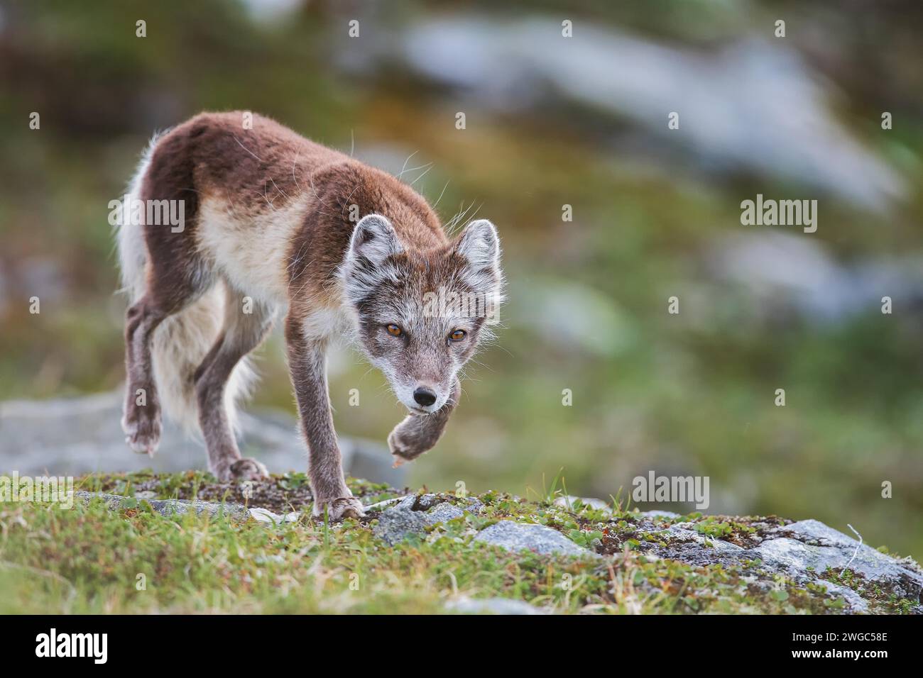 Arctic fox fawn on the prowl Stock Photo - Alamy