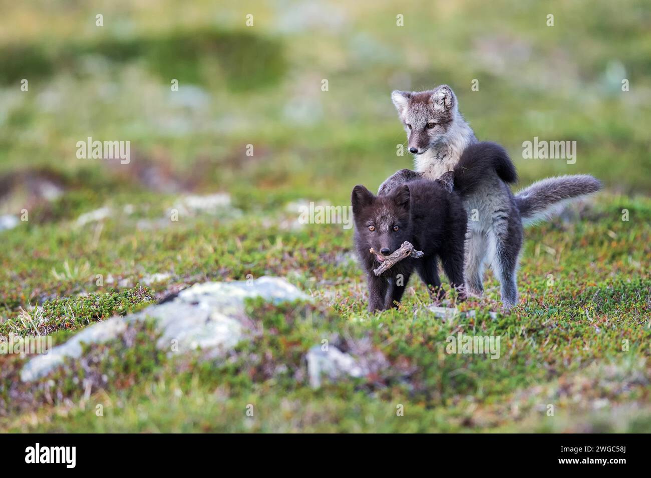 Arctic fox pups playfully fight for a piece of wood Stock Photo - Alamy
