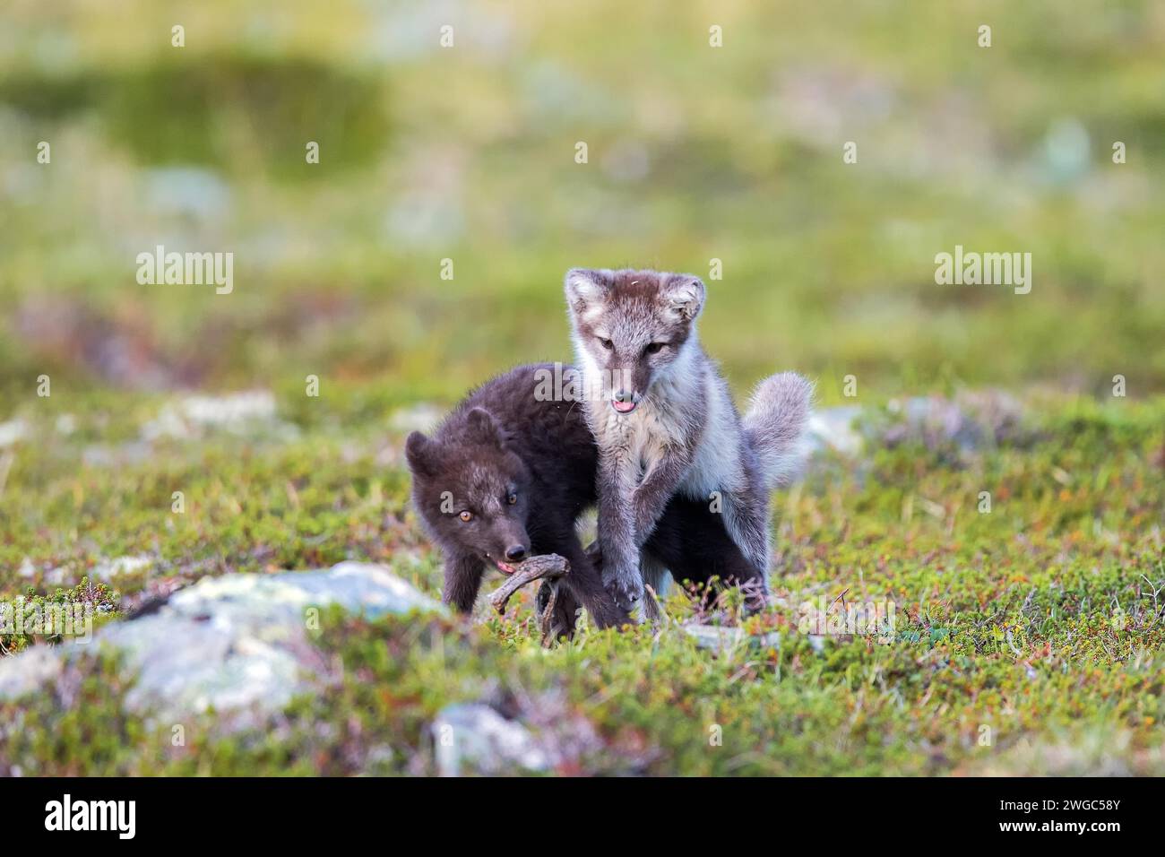 Arctic fox pups playfully fight for a piece of wood Stock Photo - Alamy