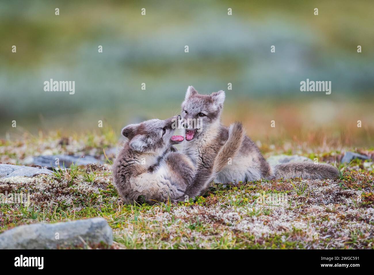 Arctic fox pups playing Stock Photo - Alamy