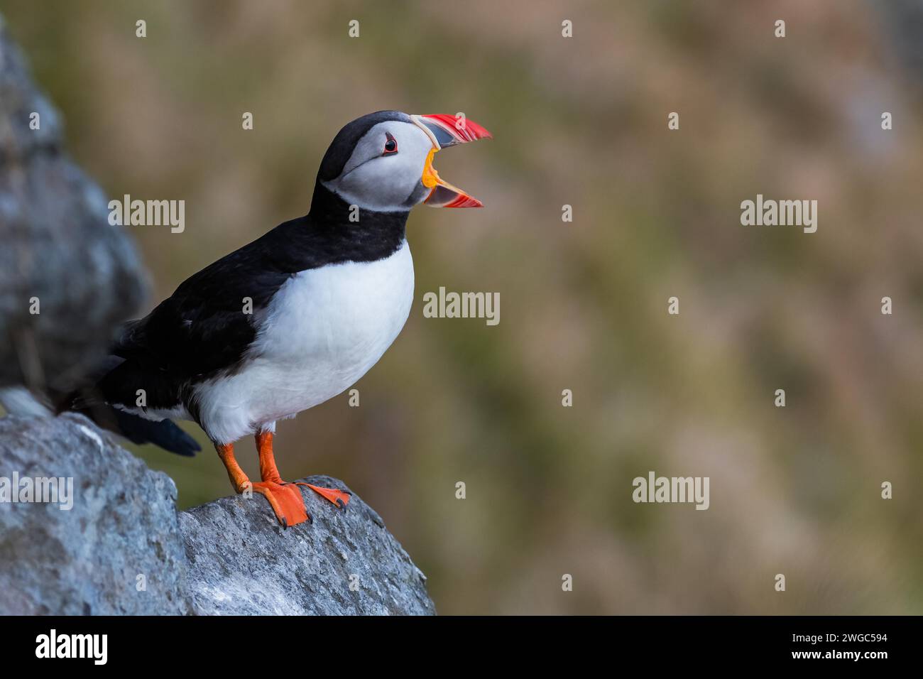 Atlantic Puffin (Fratercula arctica) Atlantic Puffin Stock Photo - Alamy
