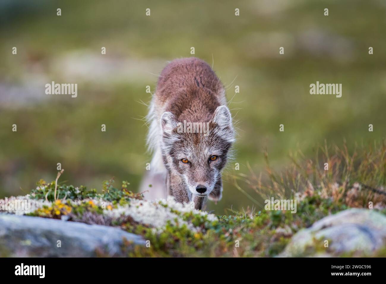 Arctic fox fawn on the prowl Stock Photo - Alamy