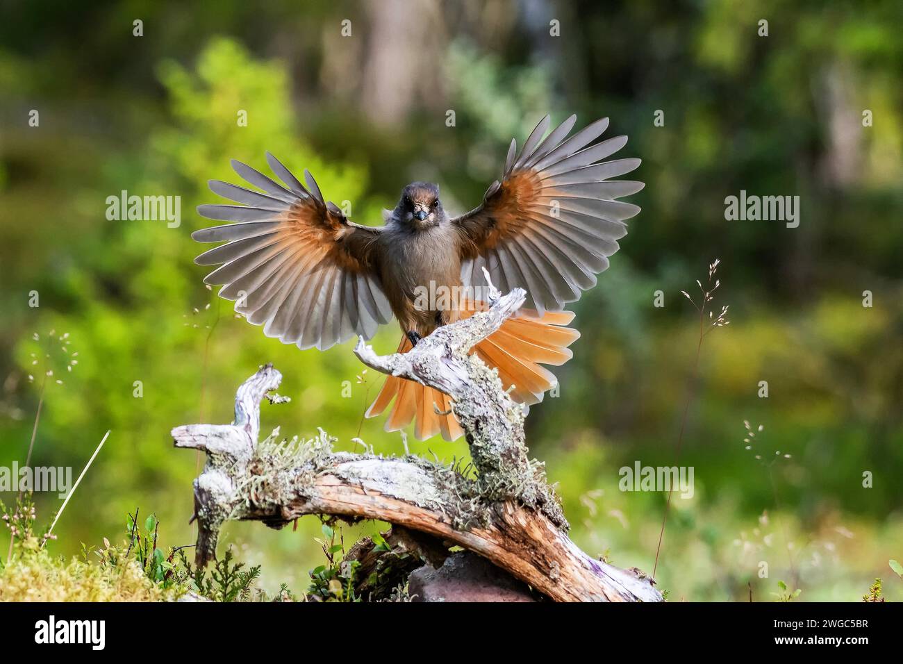 Siberian jay (Perisoreus infaustus) Siberian Jay Stock Photo - Alamy