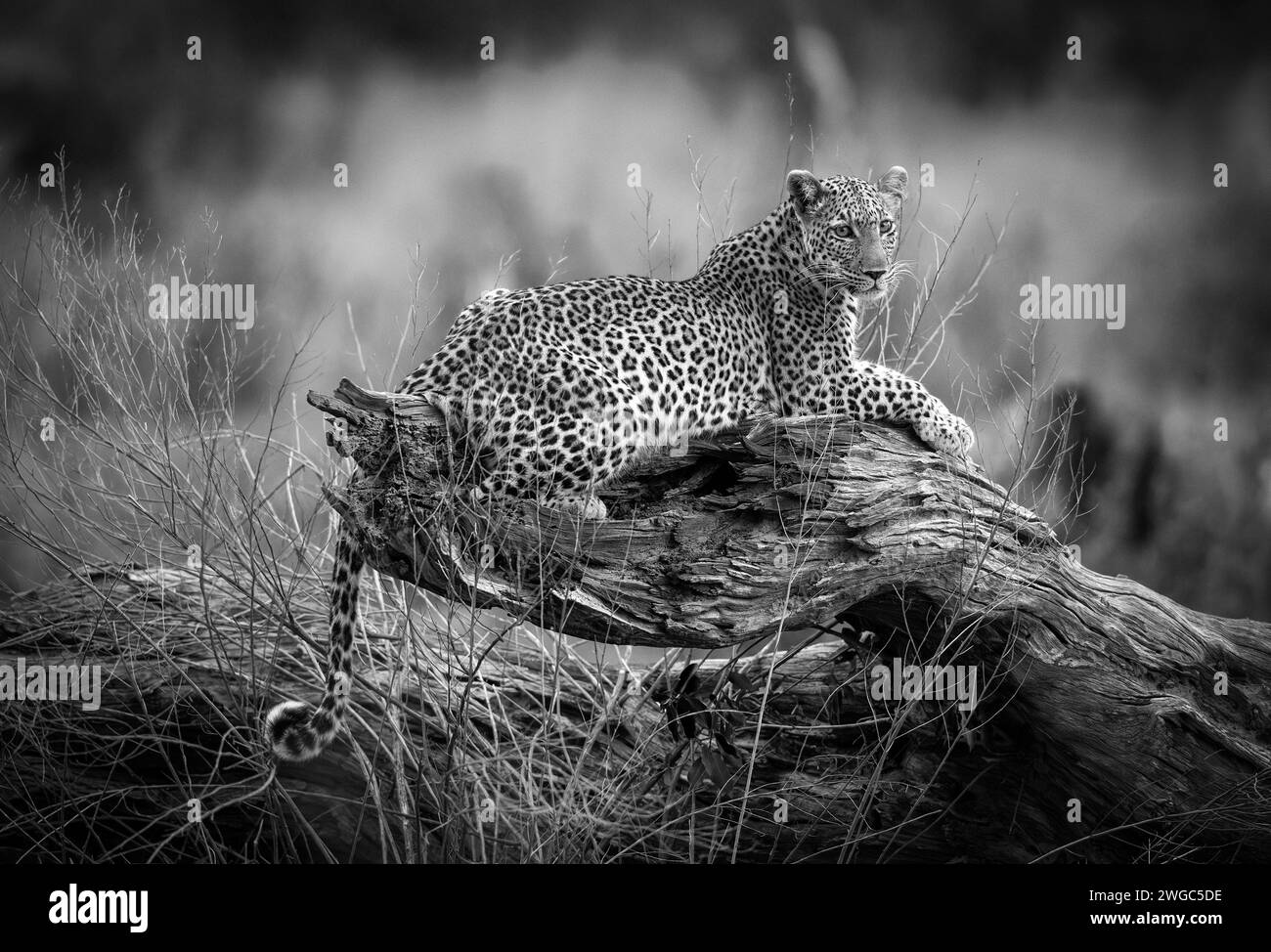 A leopard is seen in Okavango Delta on January 2024 Stock Photo - Alamy