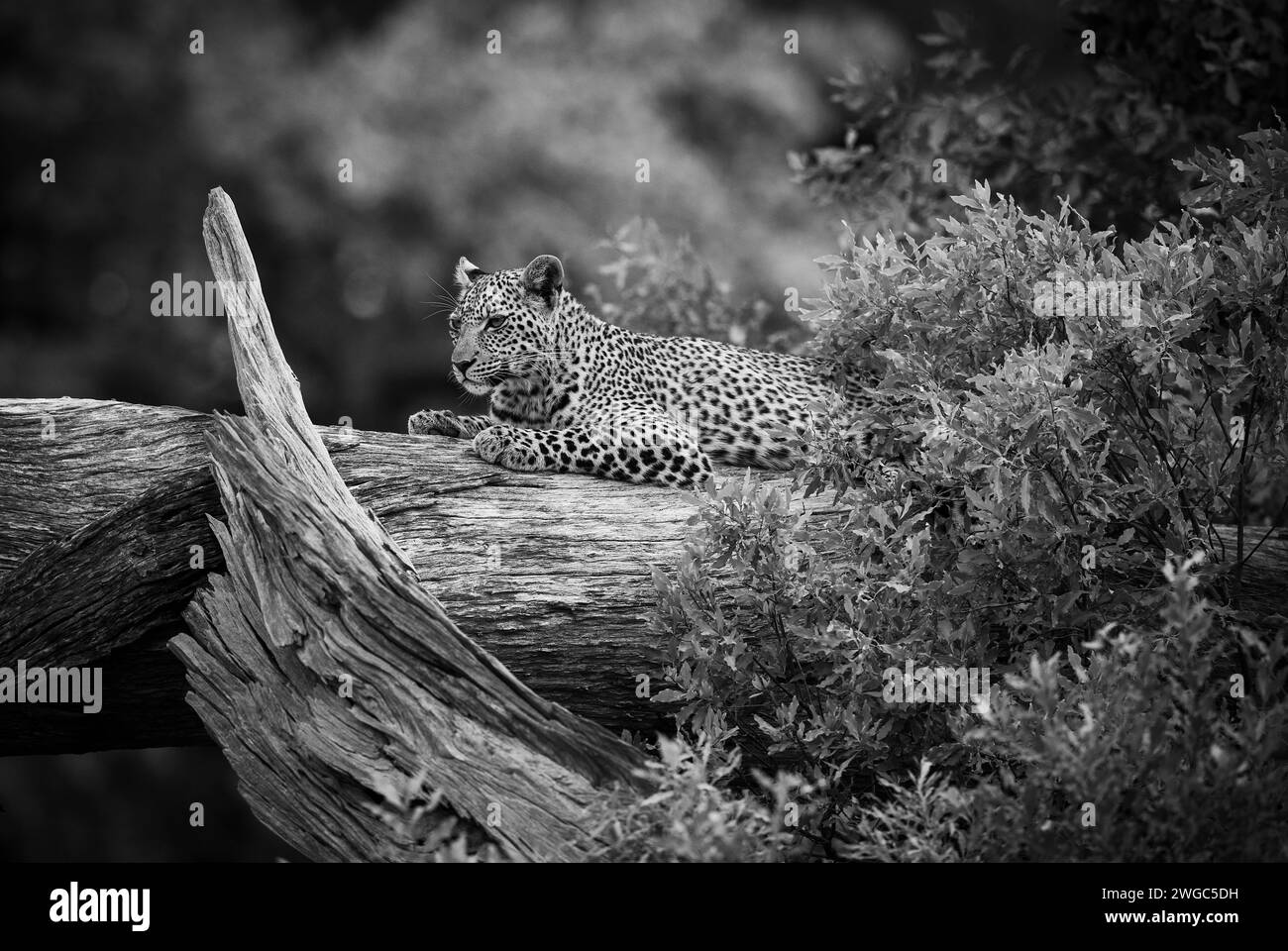 A leopard is seen in Okavango Delta on January 2024 Stock Photo - Alamy