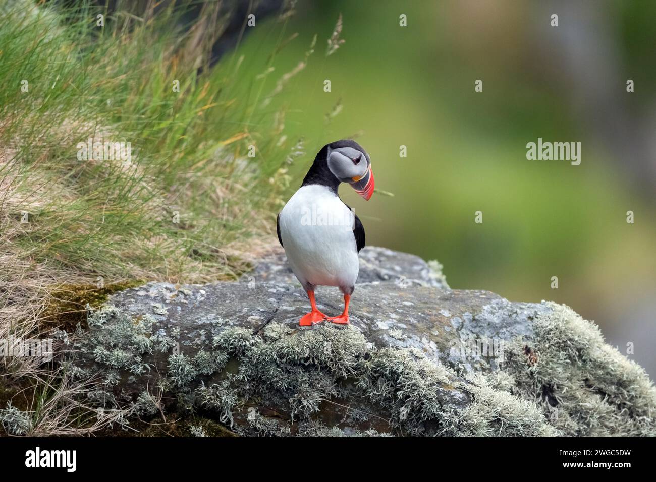 Arctica islandica bivalve hi-res stock photography and images - Alamy