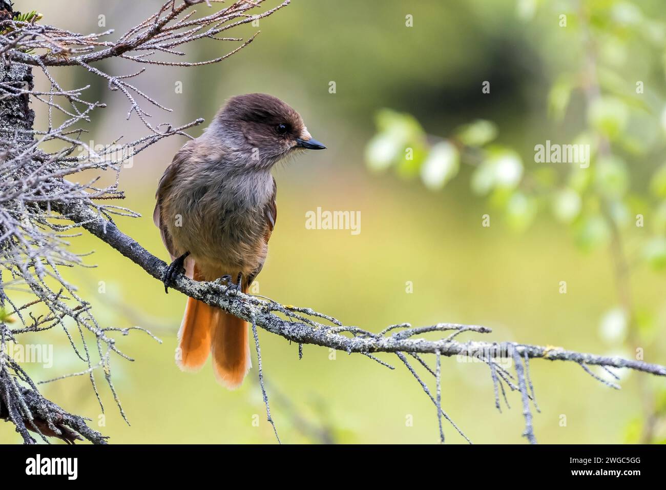 Siberian jay (Perisoreus infaustus Stock Photo - Alamy