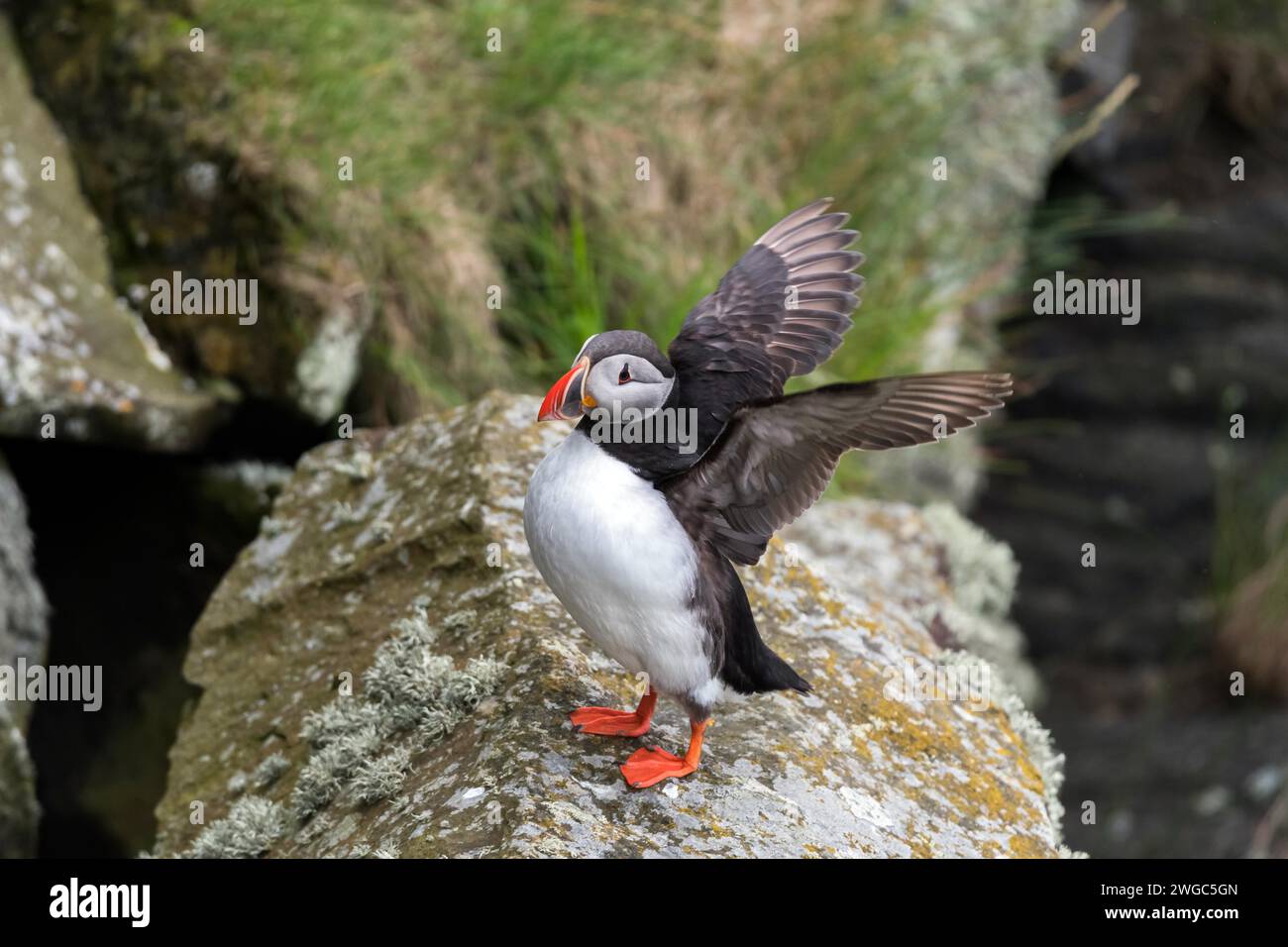 Arctica islandica bivalve hi-res stock photography and images - Alamy