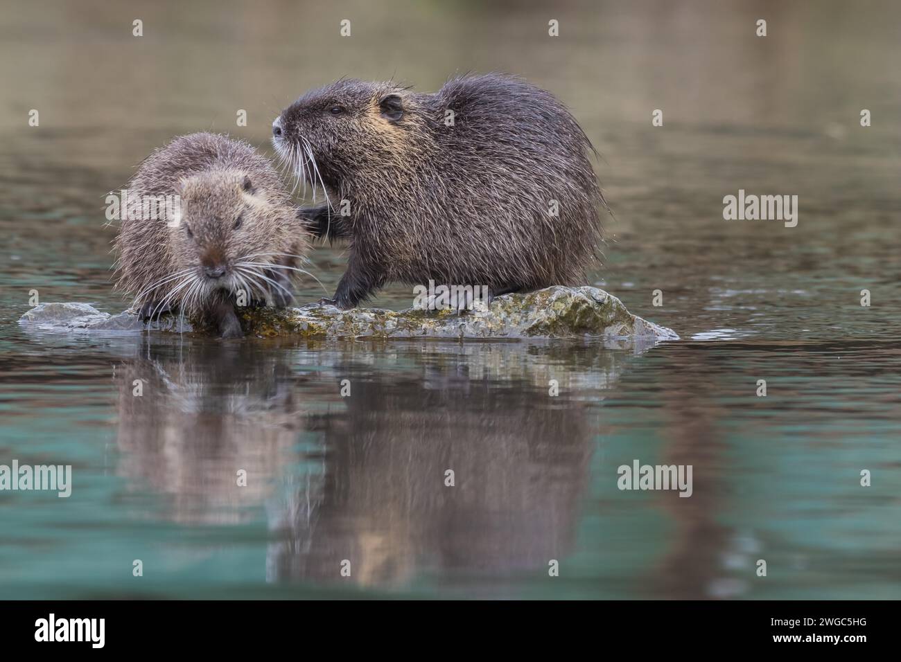 Nutria (Myocastor coypus Stock Photo - Alamy