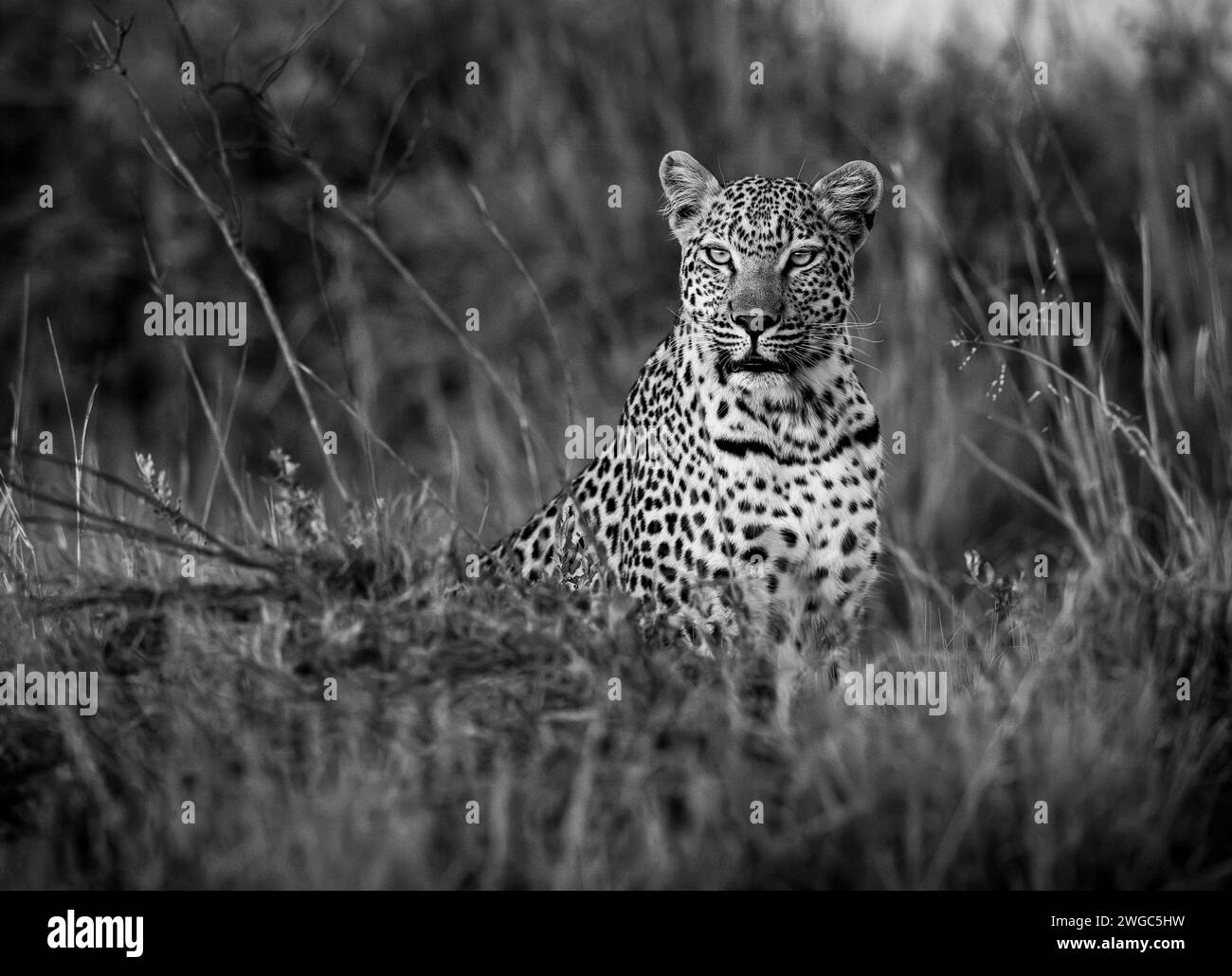 A leopard is seen in Okavango Delta on January 2024 Stock Photo - Alamy