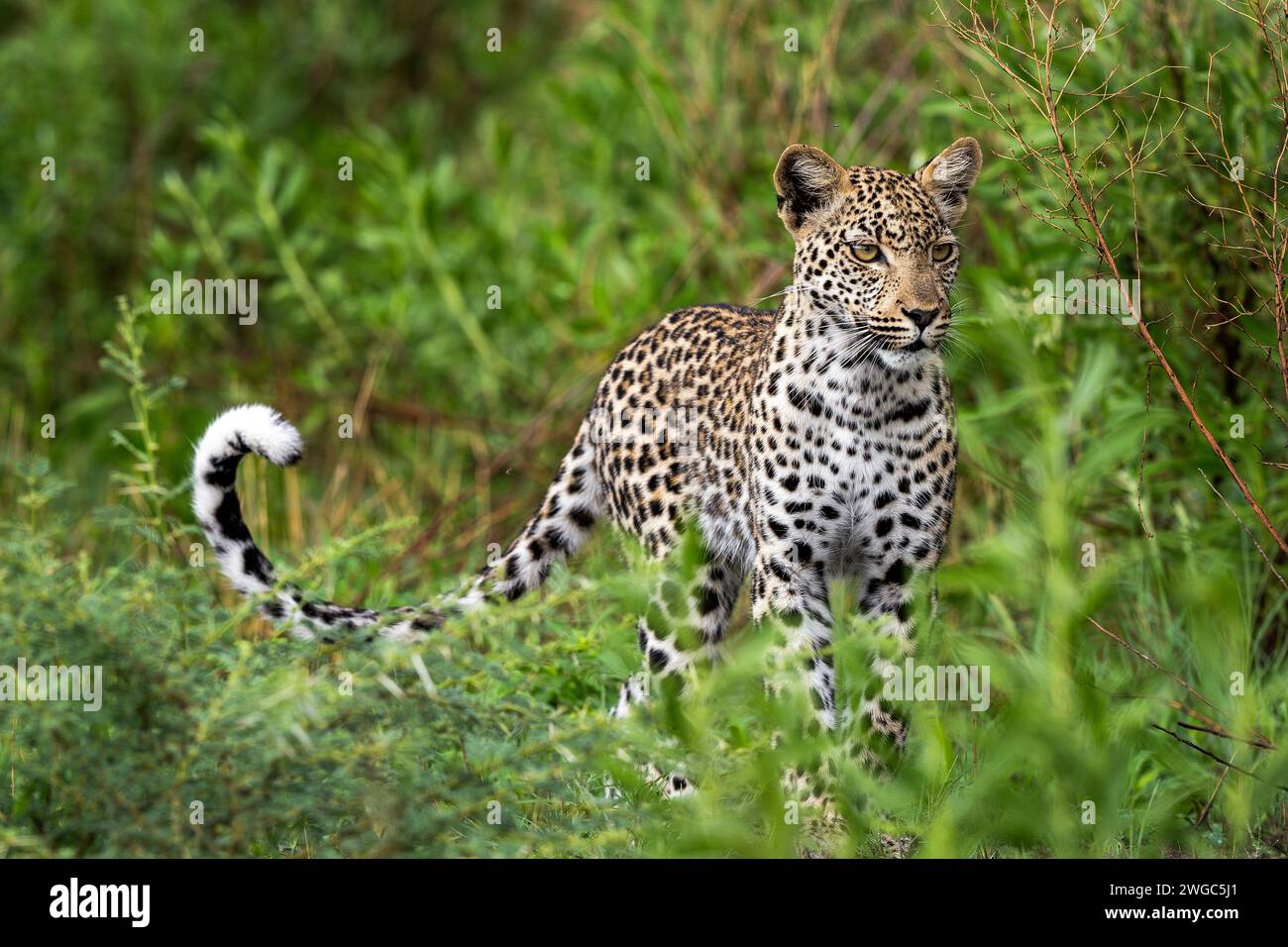 A leopard is seen in Okavango Delta on January 2024 Stock Photo - Alamy