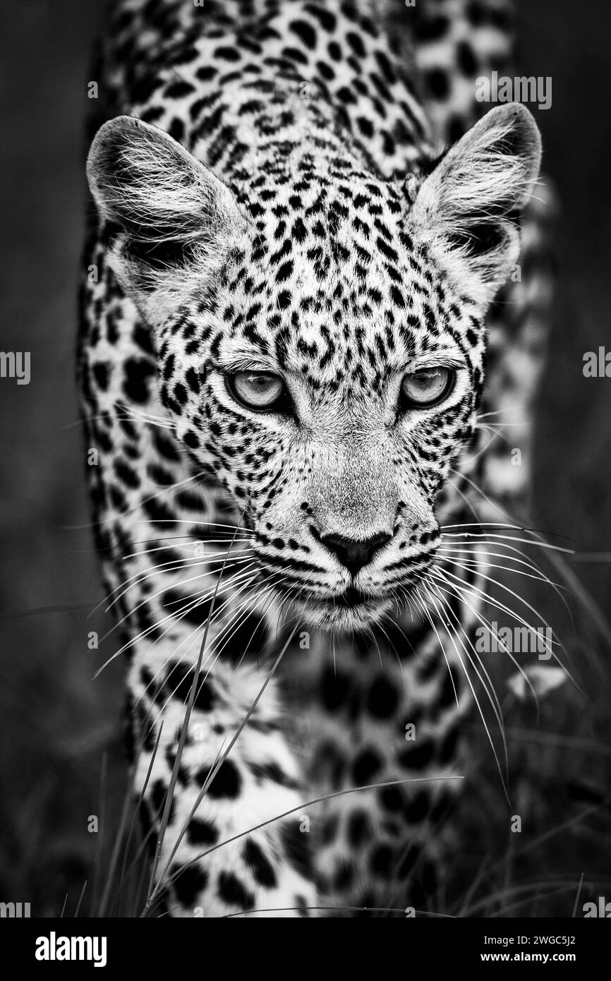 A leopard is seen in Okavango Delta on January 2024 Stock Photo - Alamy