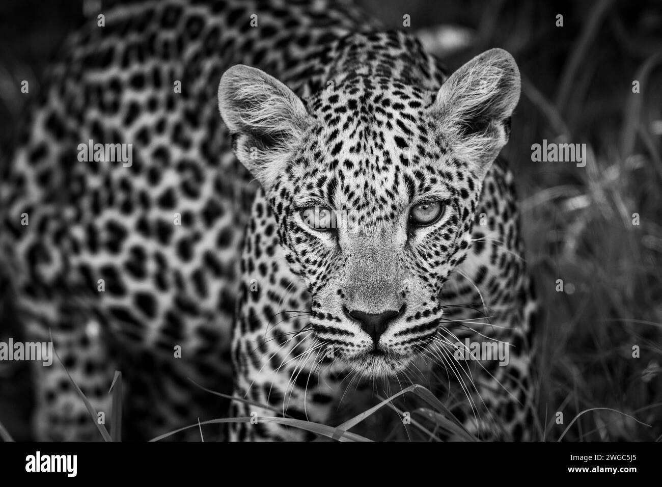 A leopard is seen in Okavango Delta on January 2024 Stock Photo - Alamy