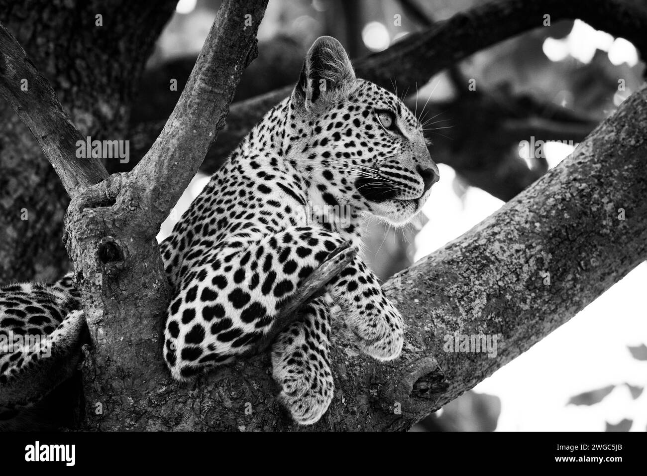 A leopard is seen in Okavango Delta on January 2024 Stock Photo - Alamy