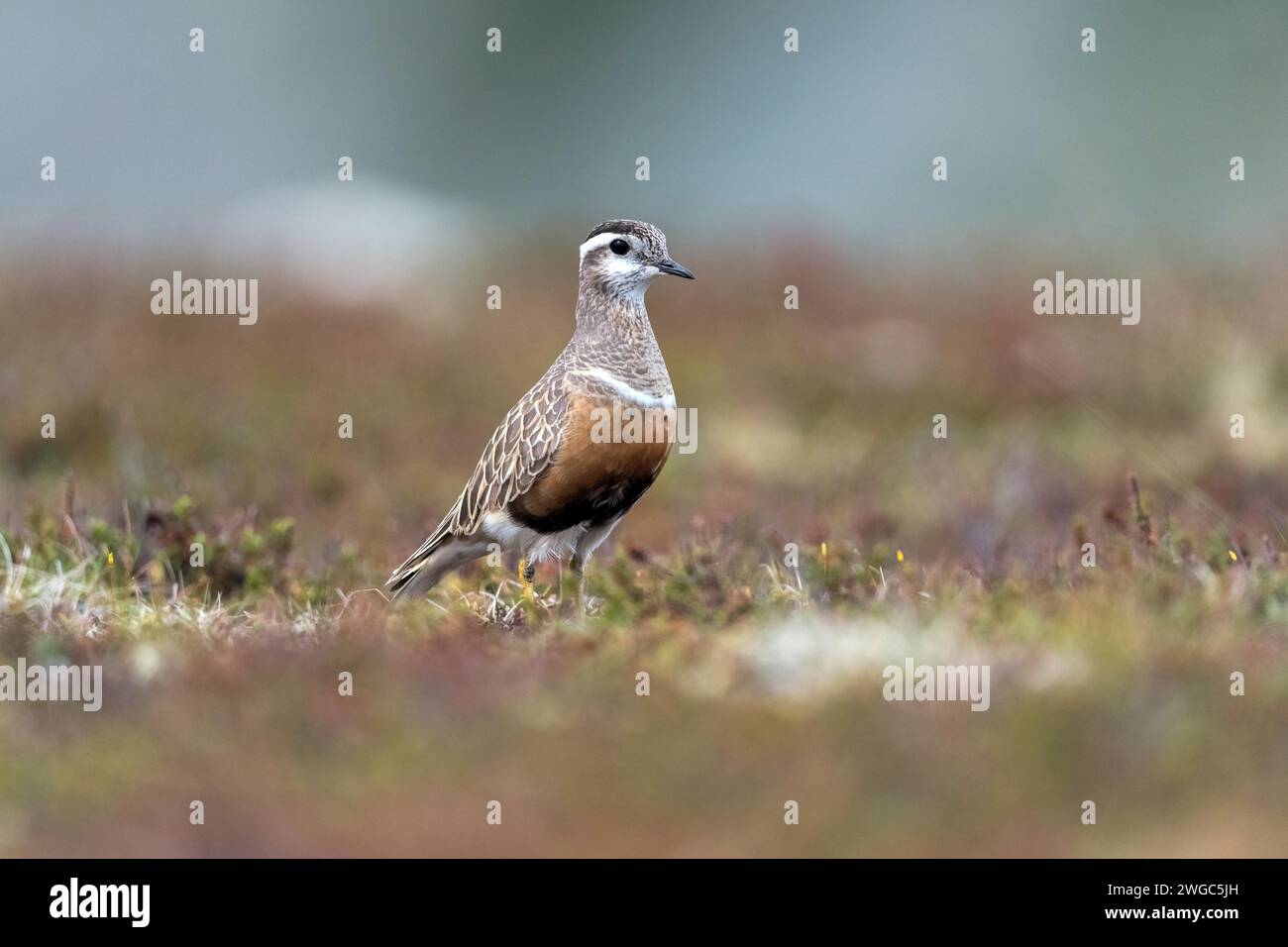 Eurasian dotterel (Charadrius morinellus Stock Photo - Alamy