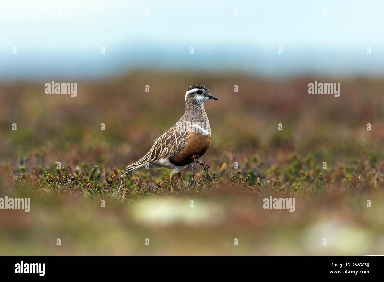 Eurasian dotterel (Charadrius morinellus Stock Photo - Alamy