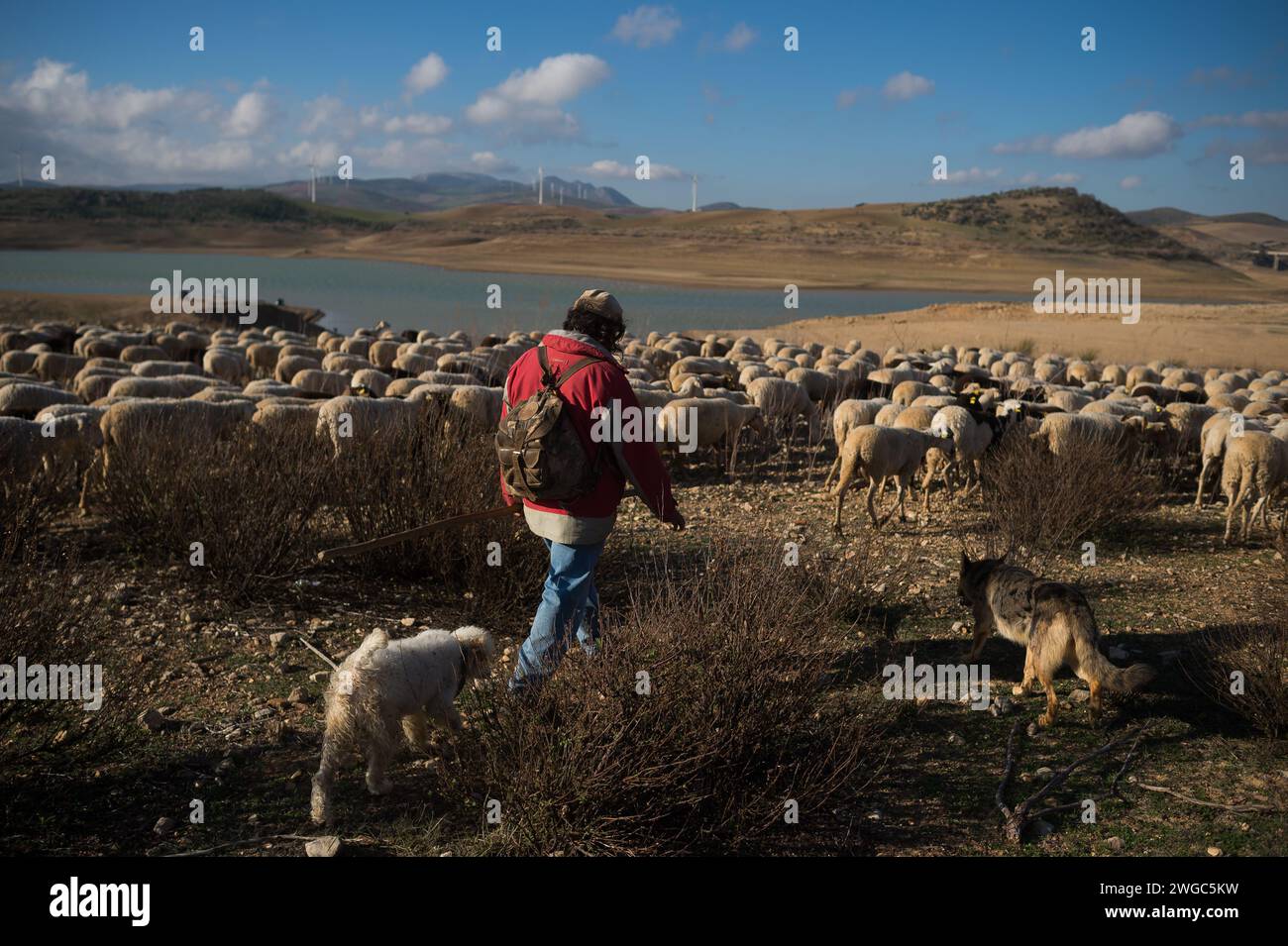 Jesus leading the flock hi-res stock photography and images - Alamy