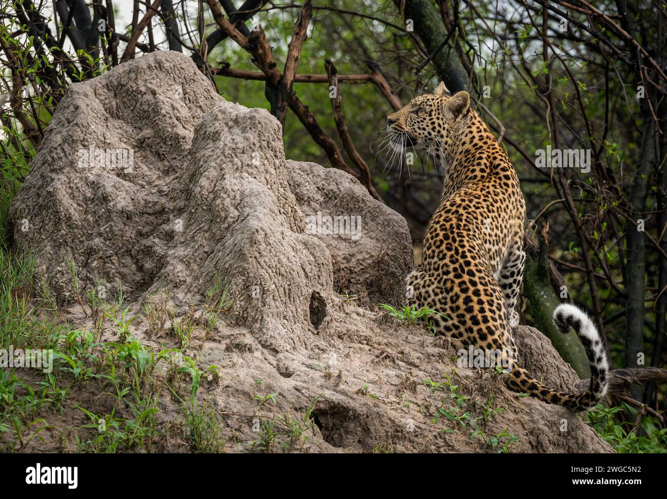 A leopard is seen in Okavango Delta on January 2024 Stock Photo - Alamy